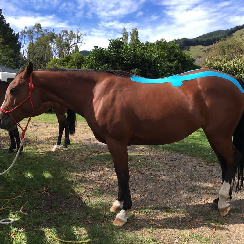 Equine Kinesiology Tape- Kinesiology Tape for horses -aupcon